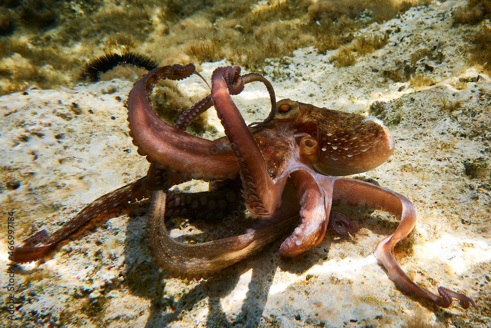 Octopus (Octopus vulgaris Cuvier, 1797) or octopus is a cephalopod of ...