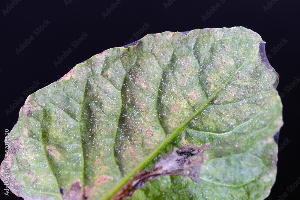 Red spider mites (Tetranychus urticae) on damaged leaf. Visible exuviae ...
