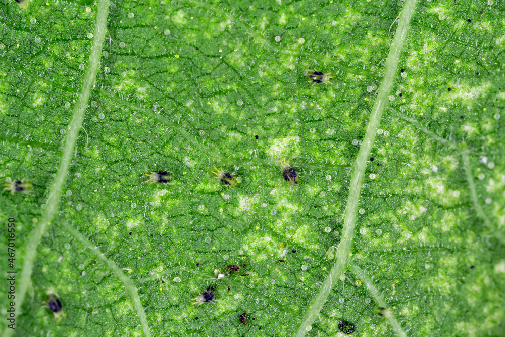 Tetranychus urticae Tetranychidae (red spider mite or two-spotted ...