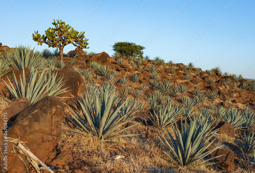 Campo de agave Tequilana wever con el que se produce tequila durante el ...