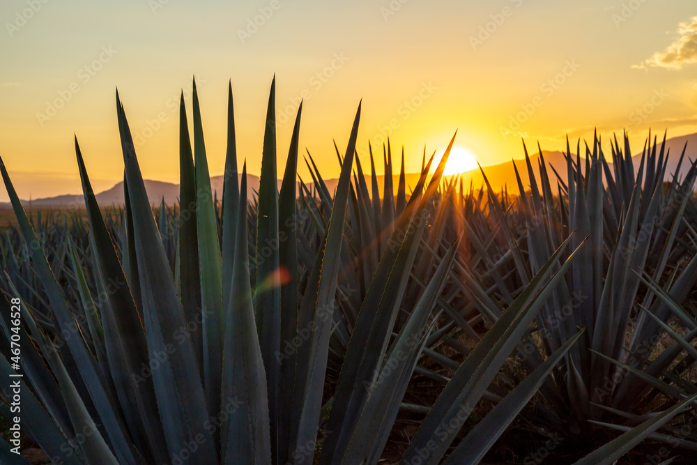 Campo de agave Tequilana wever con el que se produce tequila durante el ...