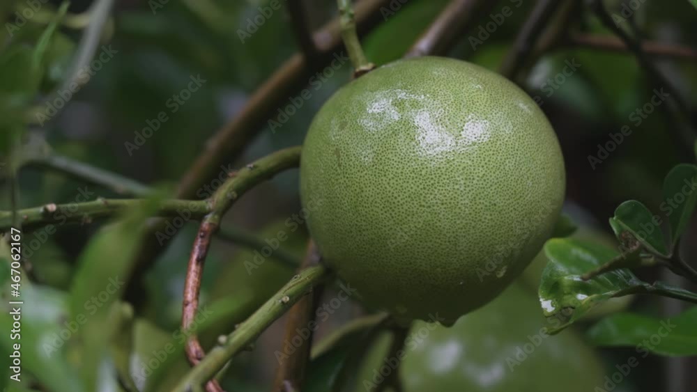 A close-up of fruit of large spitting pomelo growing on a tree on a ...