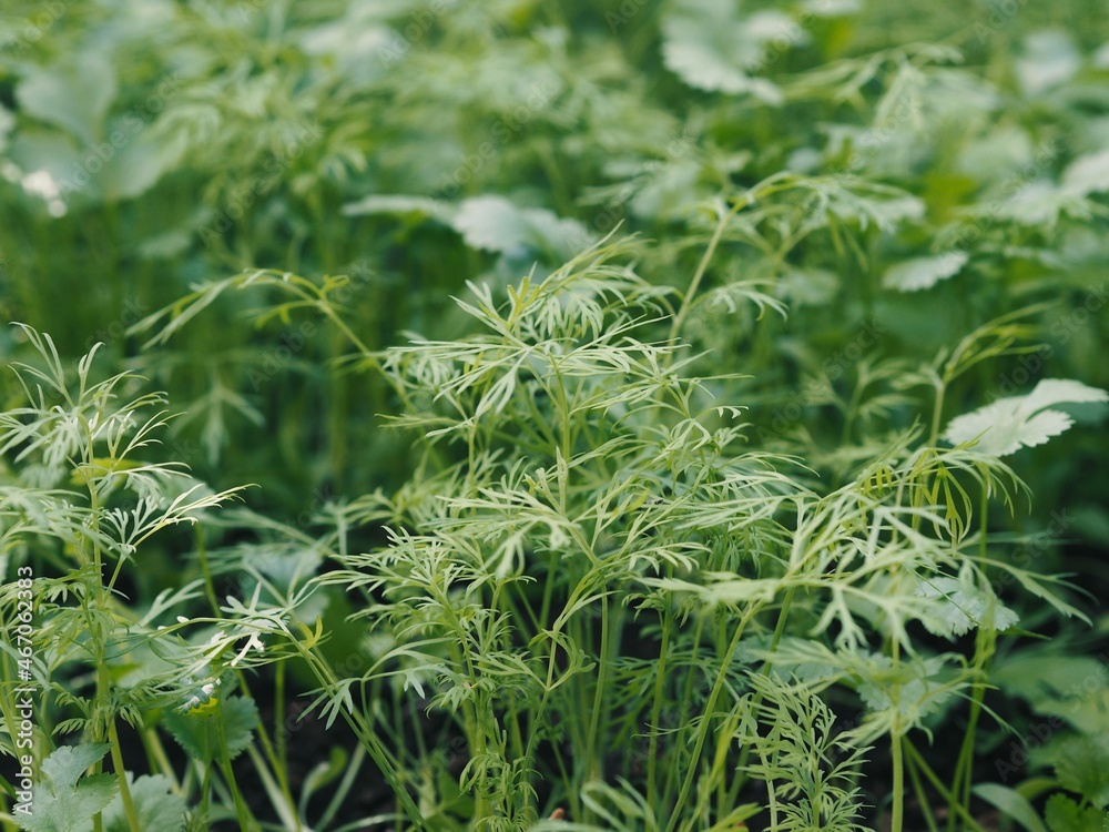 Autumn. A bed with young shoots of useful herbs, dill and cilantro ...