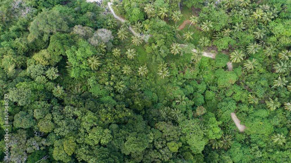 Amazing forest Aerial view of forest trees Rainforest ecosystem and ...