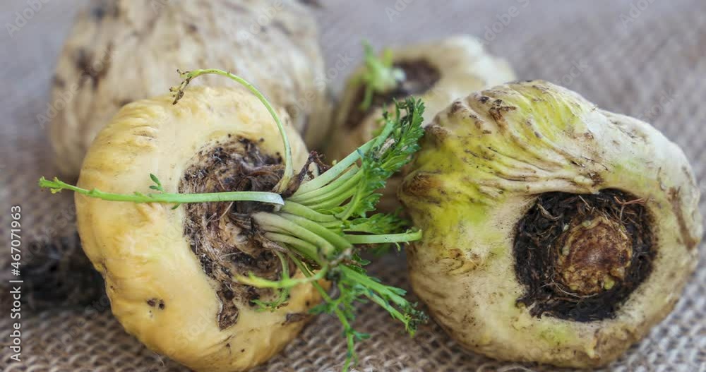 Fresh Maca roots or Peruvian ginseng on white background (lat. Lepidium ...