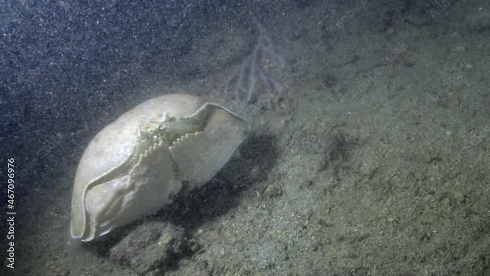 Vidéo Stock Rare bizarre unusual white shame faced crab slowly digs ...