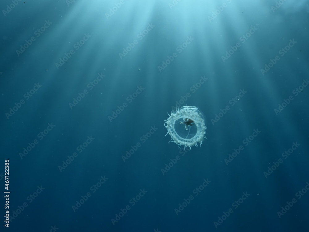 Turritopsis nutricula Turritopsis dohrnii Oceania O.armata immortal ...