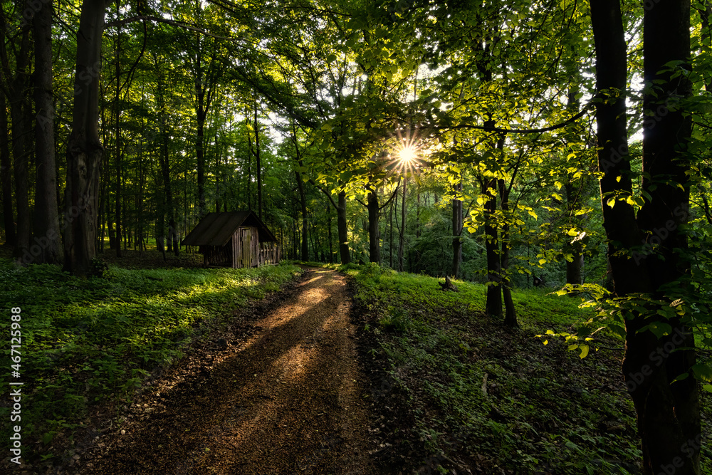 Summer in forest. Amazing shades of green, sun peaking through the ...