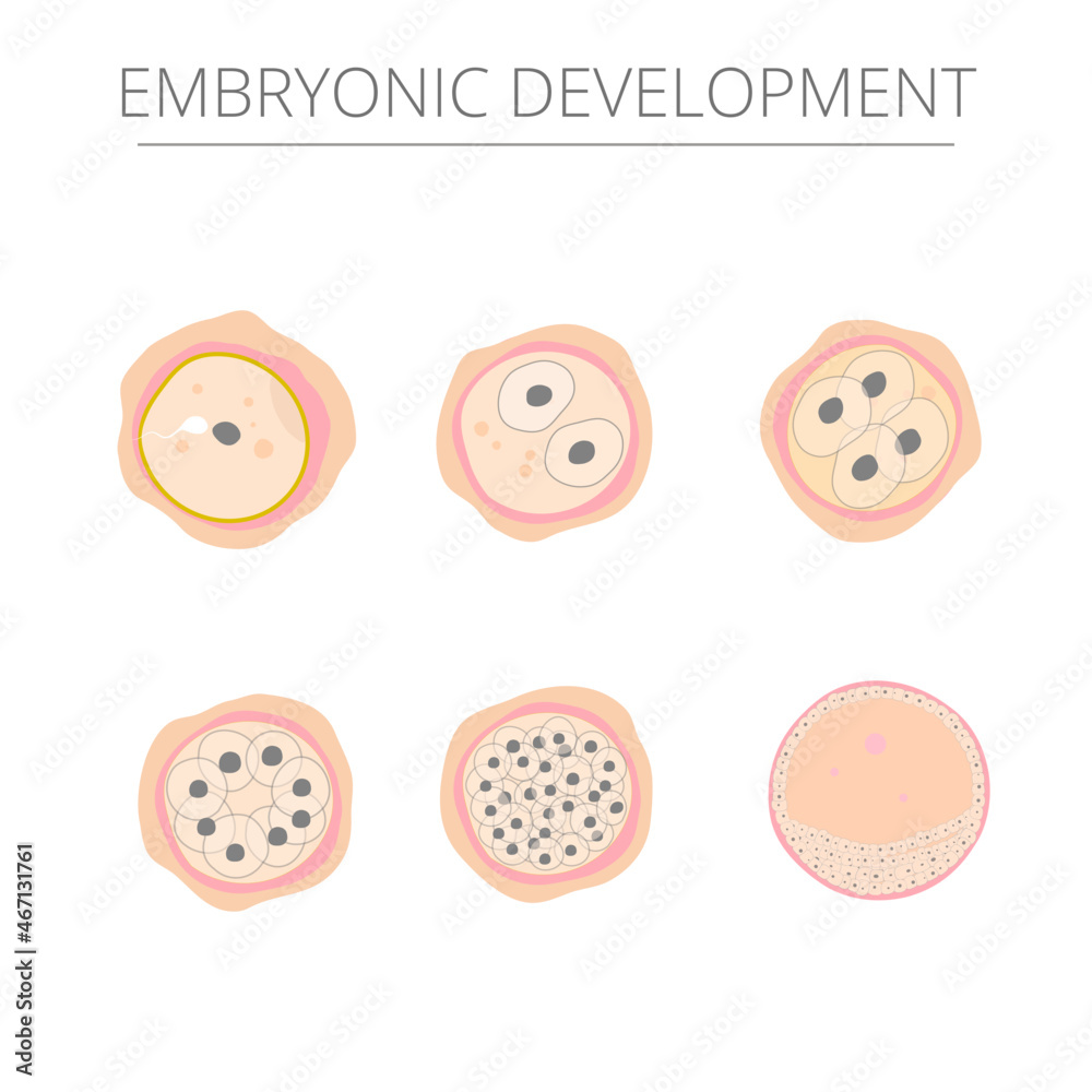 Vector illustration of embryonic development. Fertilization Stock ...