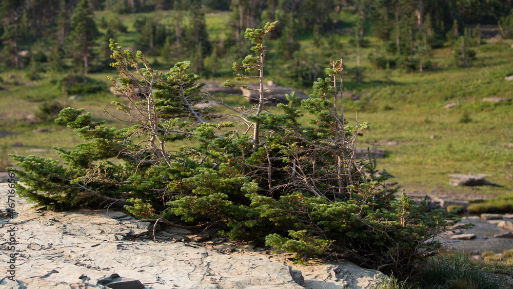 Short weathered sub alpine trees grow from a limestone outcrop in an ...