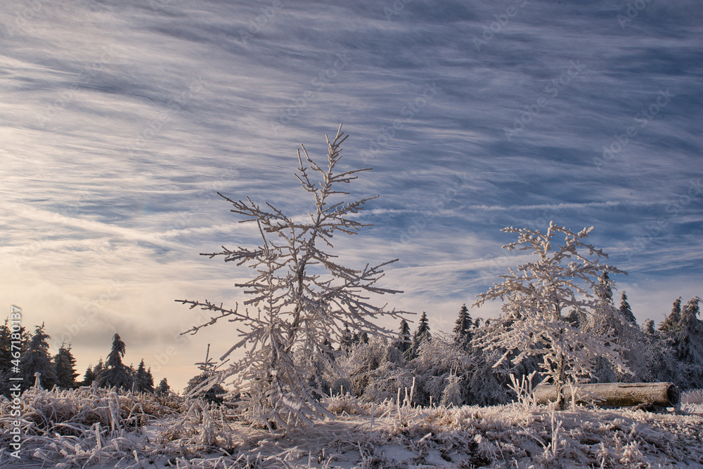 verschneiter Wald im Winter bewölkter Himmel Stock Photo | Adobe Stock