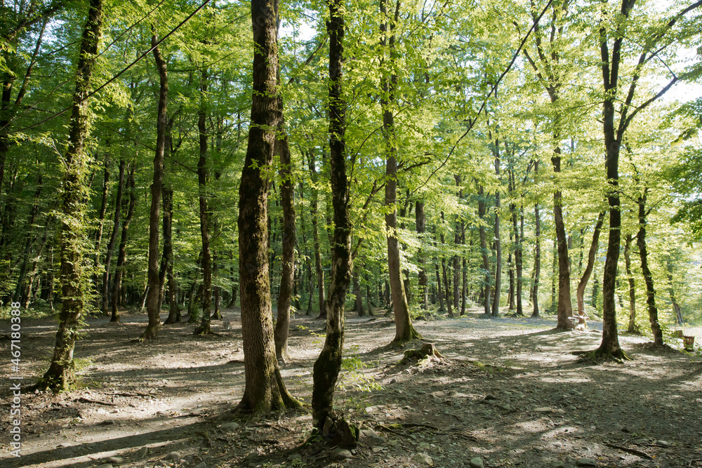 Soderasen national park in Azerbaijan Ismayilli .beautiful green forest ...