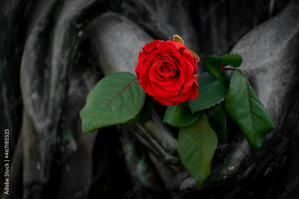 Rose in human hands as a symbol of fragile love and tenderness ...