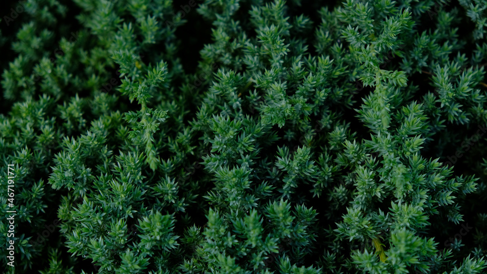 Dwarf Japanese garden juniper creeping - Juniperus horizontalis ...