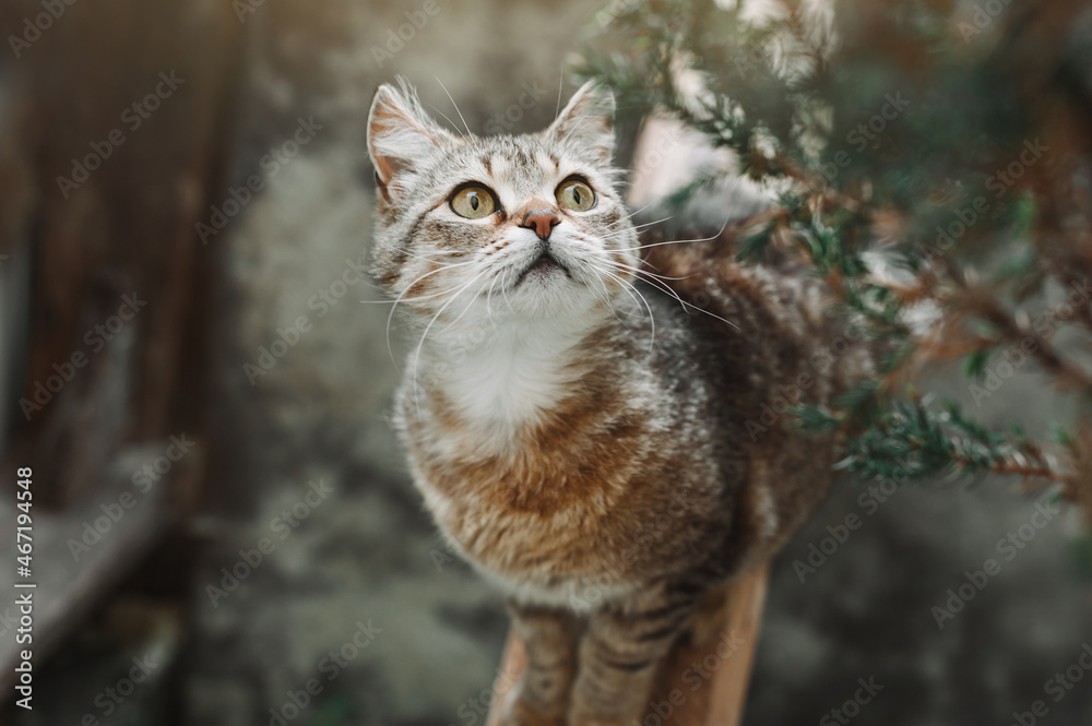Beautiful portrait of a cat in nature. Cat background. Tabby shorthair ...