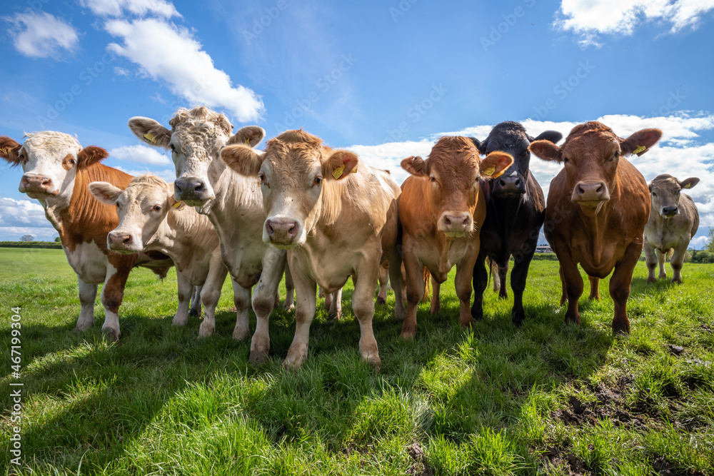 Cows create methane gas which contributes to global warming. Stock ...