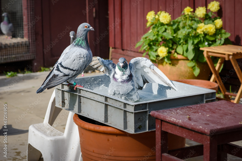 A few racing pigeons take a bath in front of their pigeon loft in the ...