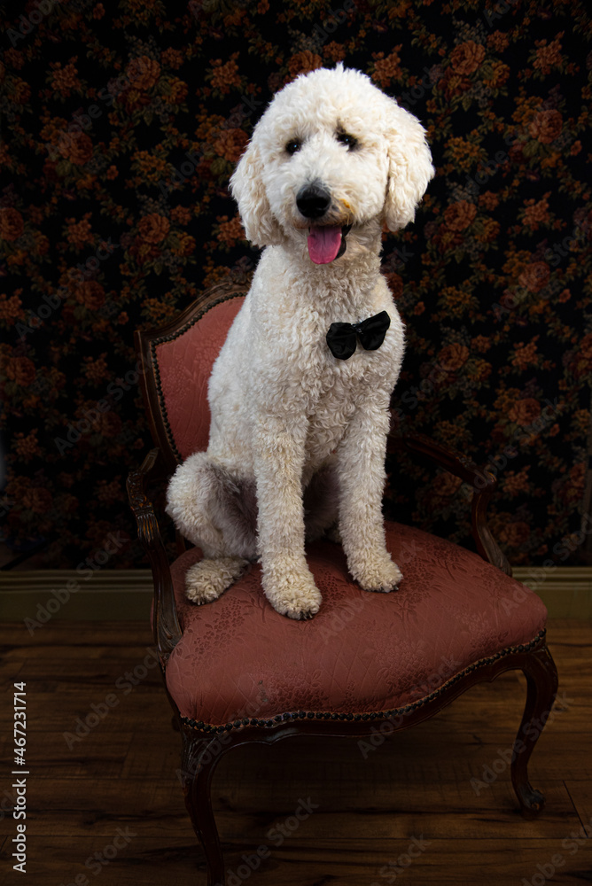 White standard poodle sitting with bow tie on antique chair in front of ...