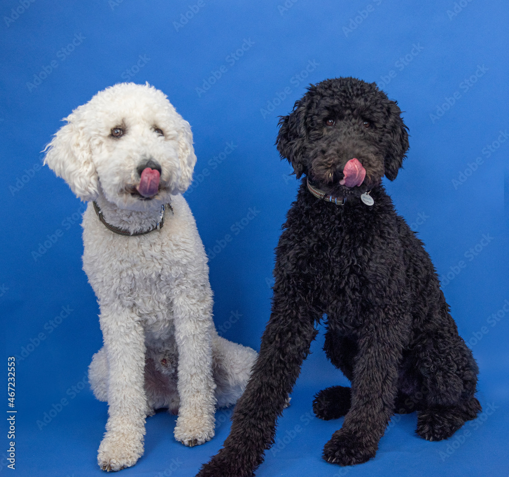 Black and white standard poodles looking hungry with tongues out ...