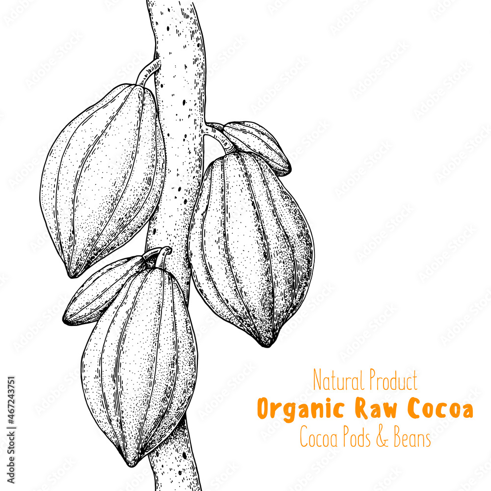 Cocoa pods vector illustration. Hand drawn cocoa tree sketch. Vintage ...