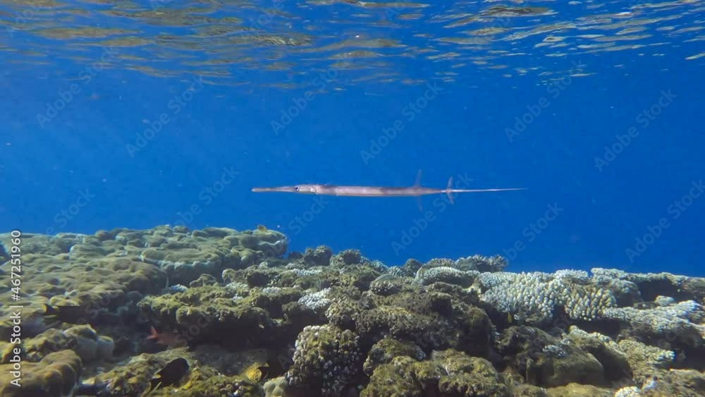 Cornet fish swimming above top of coral reef on blue water in morning ...