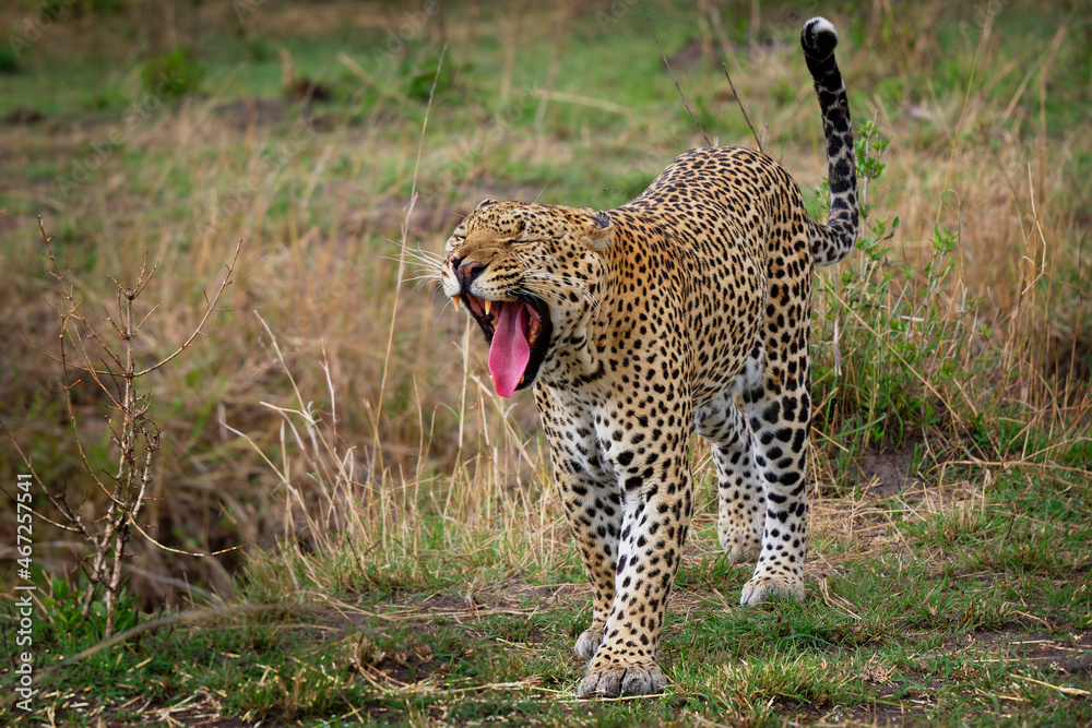 Leopard - Panthera pardus, big spotted yellow cat in Africa, genus ...