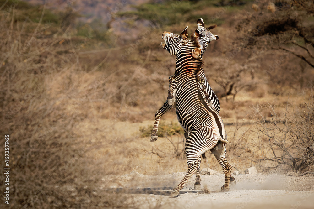 Grevys Zebra - Equus grevyi also Imperial zebra, bloody fighting duel ...