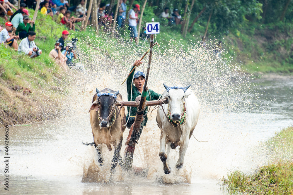 Traditional bull racing festival in Tri Ton, Viet Nam Stock Photo ...