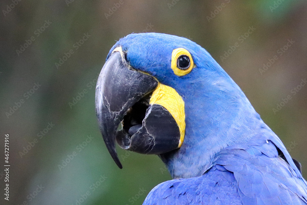 blue and yellow macaw Stock Photo | Adobe Stock