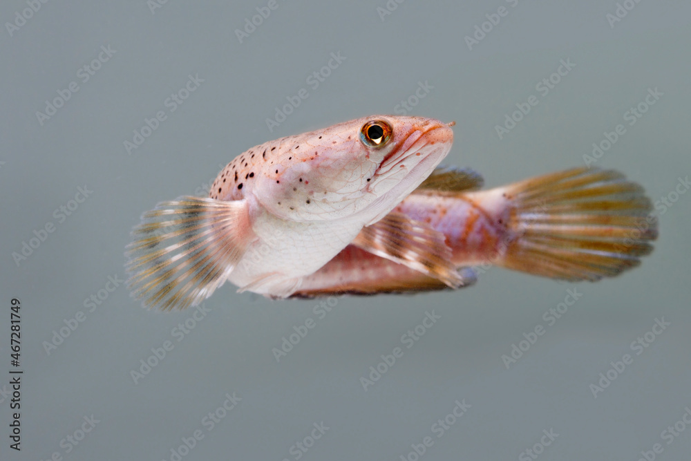Foto de Snakehead fish .Channa pulchra is a species of snakehead fish ...