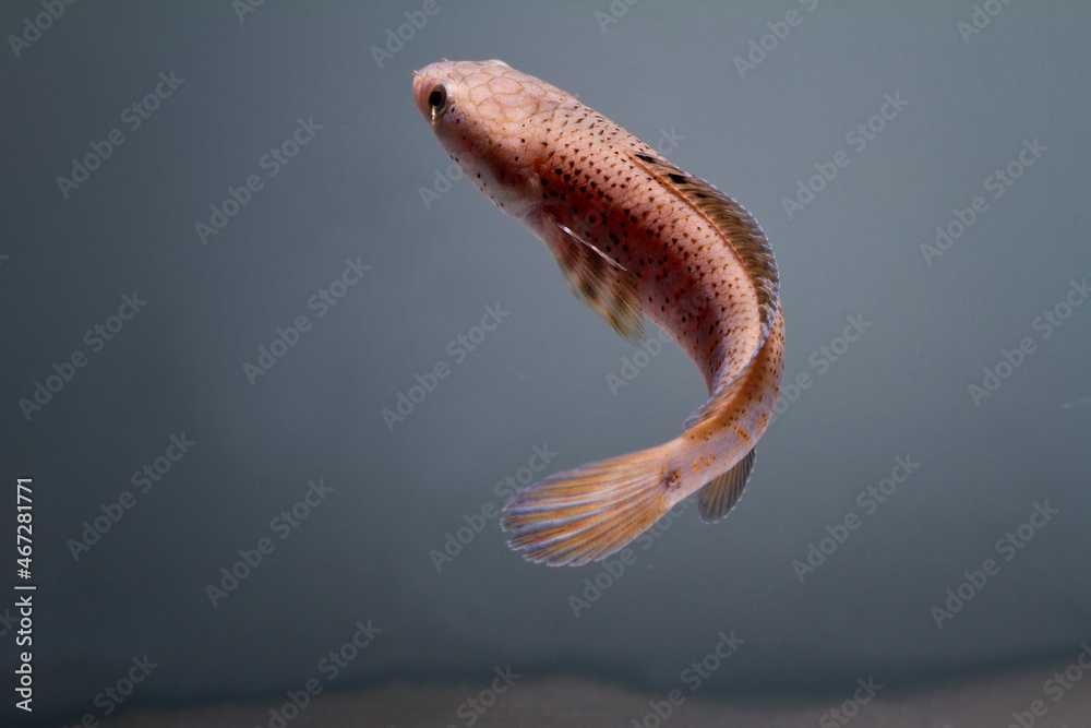 Fotografia do Stock: Snakehead fish .Channa pulchra is a species of ...