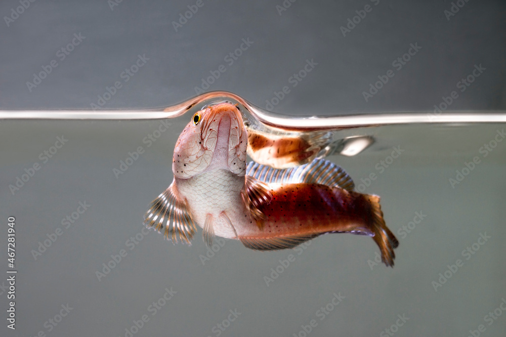 Snakehead fish .Channa pulchra is a species of snakehead fish in the ...