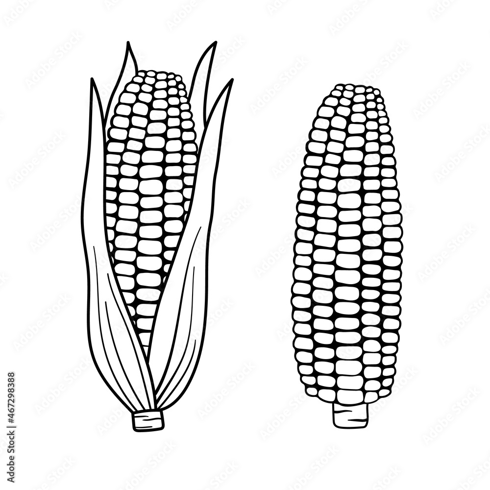 Corn outline simple illustration for menu. Hand drawn line sketch corn ...
