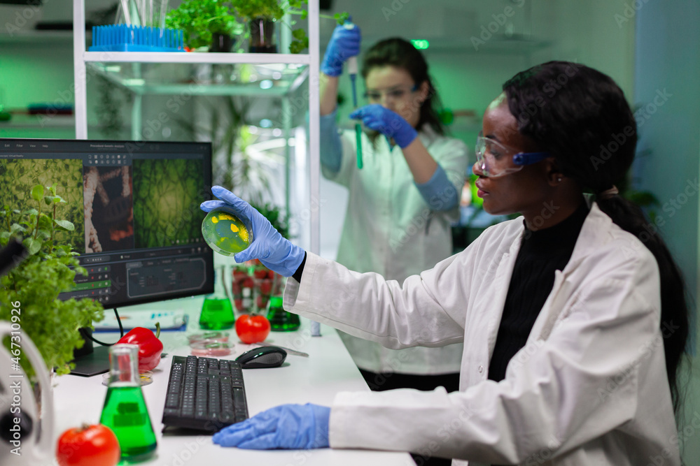 African american microbiologist researcher holding petri dish with ...
