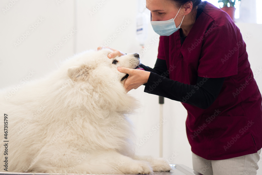 A purebred Samoyed is at the medical examination in the Veterinary ...