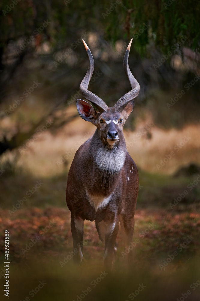 Mountain nyala, Tragelaphus buxtoni, or balbok antelope in the nature ...