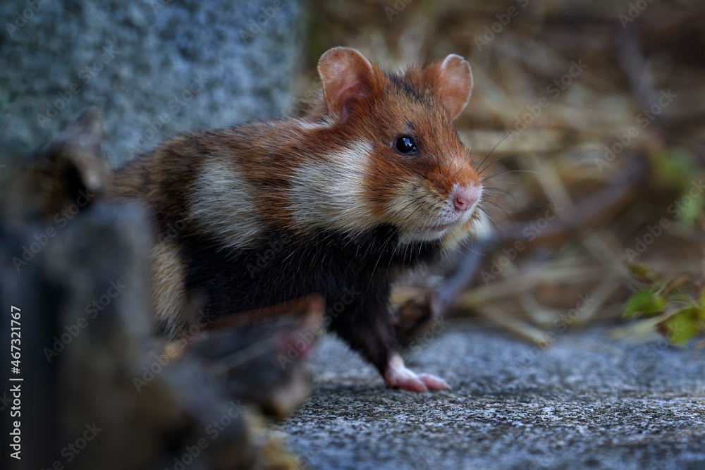 European hamster, Cricetus cricetus, in meadow grass, Vienna, Austria ...