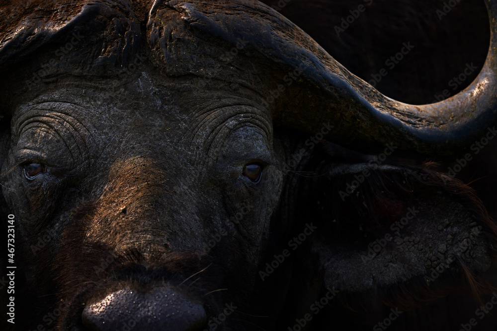 Uganda buffalo. Detail of bull horny head in savannah, Uganda. Wildlife ...