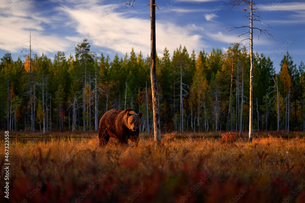 Autumn nature. Bear hidden in yellow forest. Fall trees with bear ...