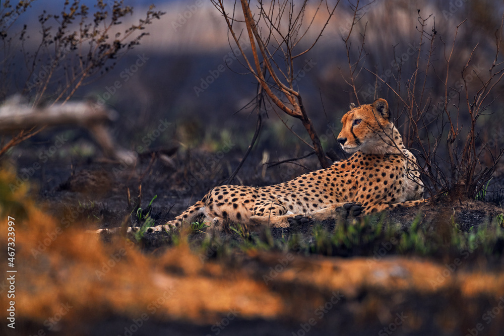 Cheetah, fire burned destroyed savannah. Animal in fire burnt place ...