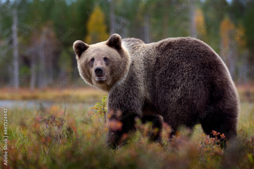 Bear - close up encounter in the nature. Brown bear in yellow forest ...