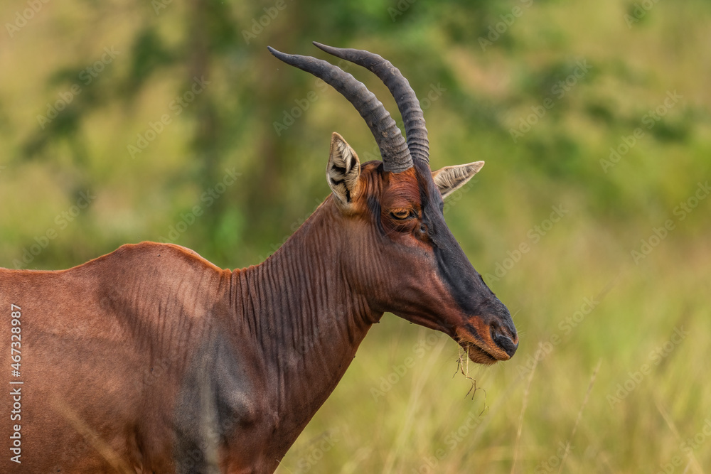 Topi antelope - Damaliscus lunatus, beautiful large antelope from ...