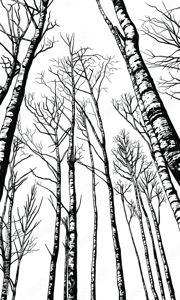 Hand drawn birch trees vector background. Illustration in sketch style ...