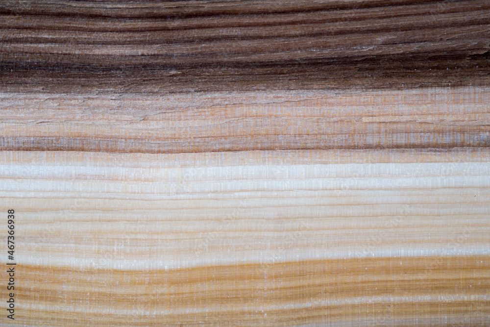Cross section of natural wood. Split log wooden texture photo with ...