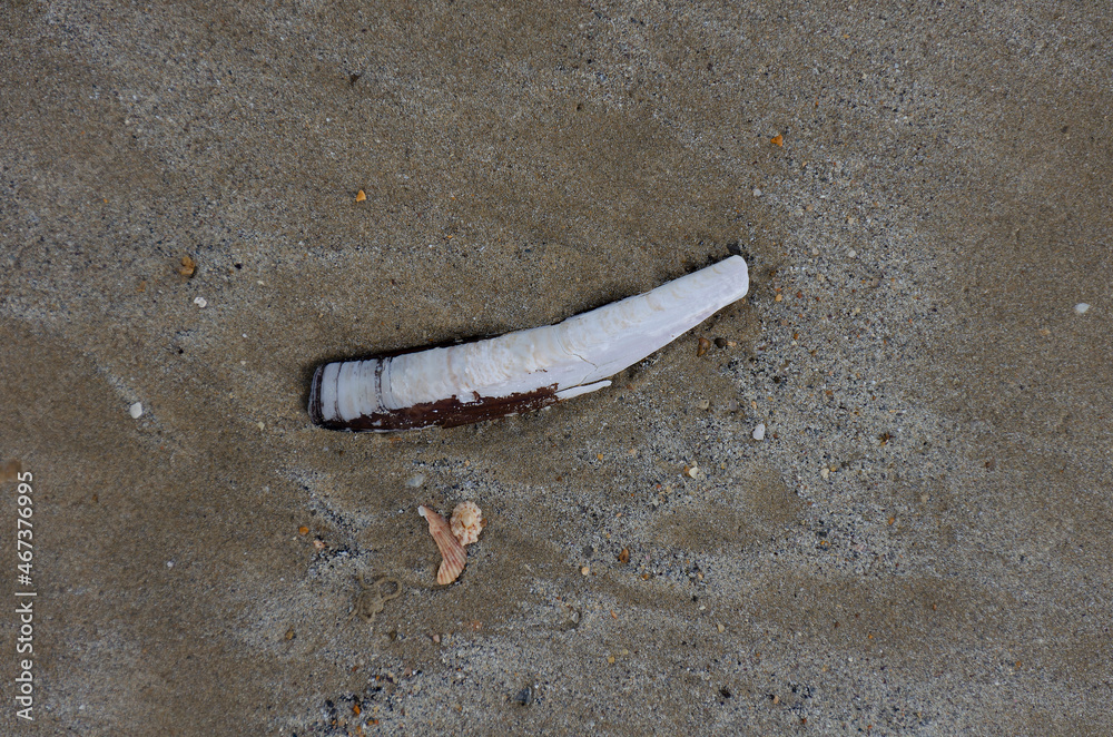 sea shell Solen marginatus wahsed ashore on beach Stock Photo | Adobe Stock