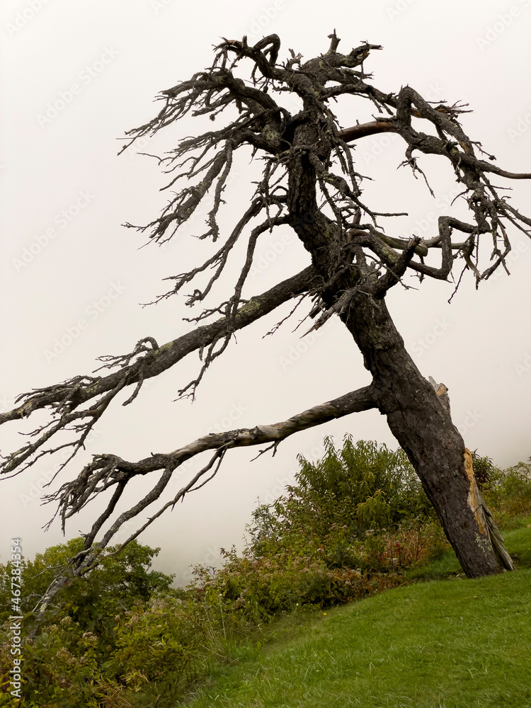 Dark scary dead tree in fog on side of a hill, silhouette with two long ...