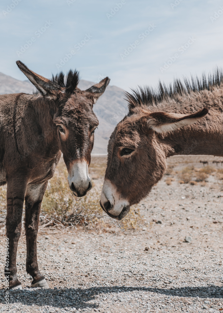 Two Burros/Donkey/Ass/Mule roam free on the desert sands outside of ...