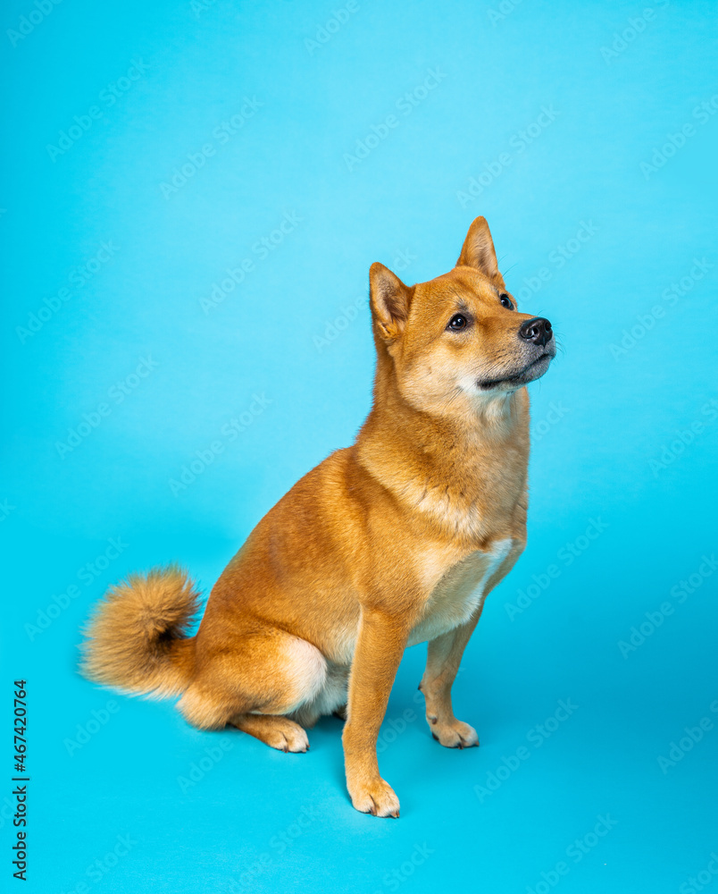 Adorable orange dog profile dog Shiba Inu looking side. Blue background ...