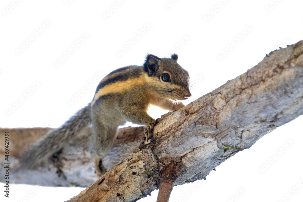Imags of himalayan striped squirrel or burmese striped squirrel(Tamiops ...
