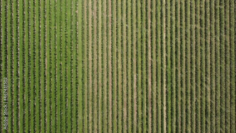 High altitude top down aerial view of apple orchard is a plantation of ...